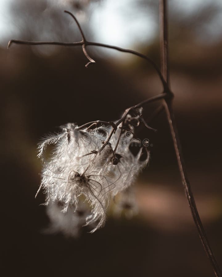 Close Up of a Dead Branch with a Fluffy Flower Situated in Front of a ...
