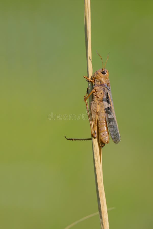 Locust stock photo. Image of life, grasshopper, wild - 41925798