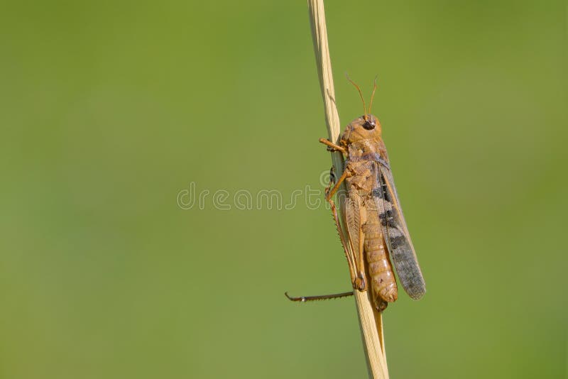 Locust Dead stock image. Image of life, insect, closeup - 195861223