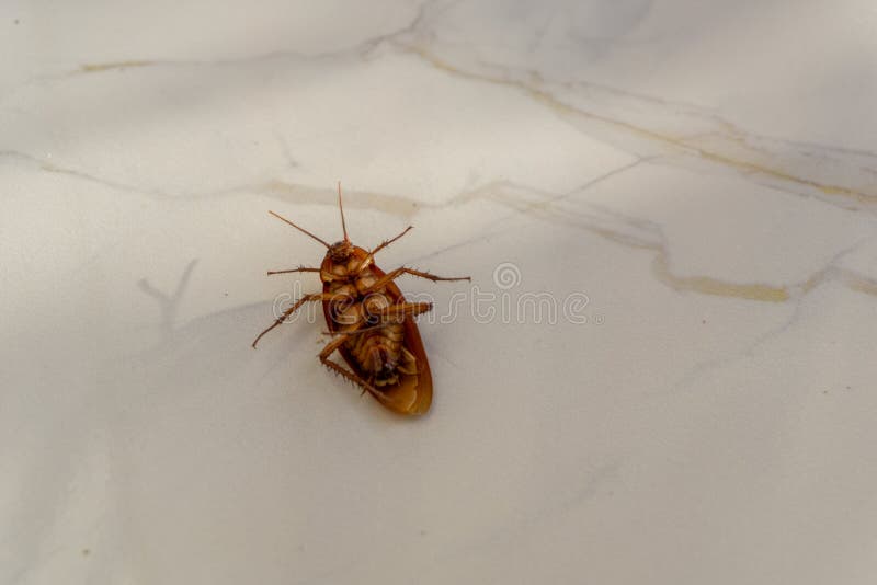 Close Up of Dead Cockroach on the Floor Stock Photo - Image of ...