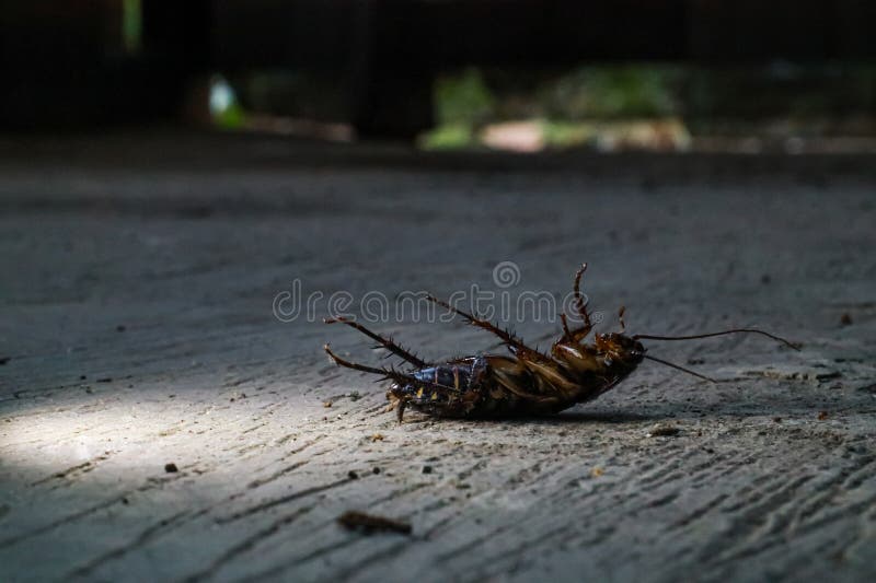 Close Up of Dead Cockroach on the Floor Stock Photo - Image of pests ...