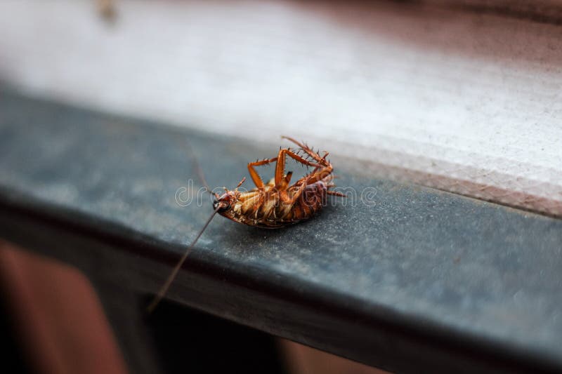 Close Up of a Dead Cockroach with Its Body Upside Down. Stock Photo ...