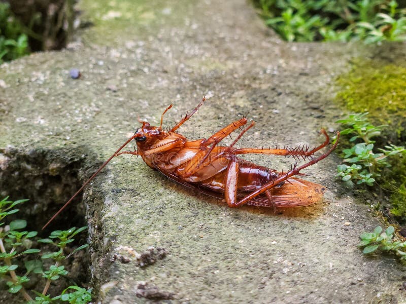 Dead Cockroach Lying Upside Down on a Concrete Surface Outdoors Stock ...