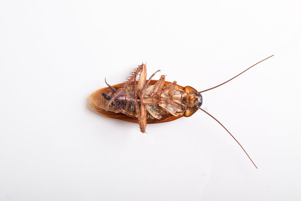 Dead Cockroach Lying on Its Back on White Background Stock Photo ...