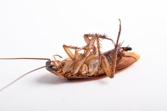 Dead Cockroach Lying on Its Back on White Background Stock Photo ...