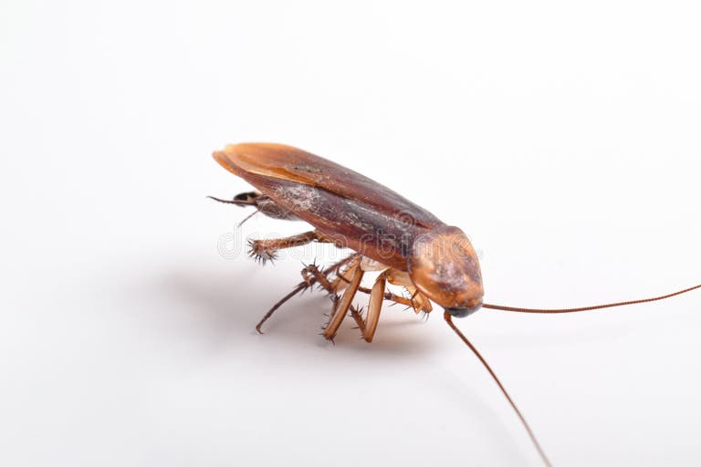 Dead Cockroach Lying on Its Back on White Background Stock Photo ...