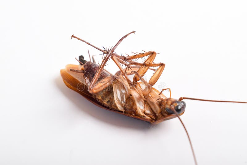 Dead Cockroach Lying on Its Back on White Background Stock Photo ...