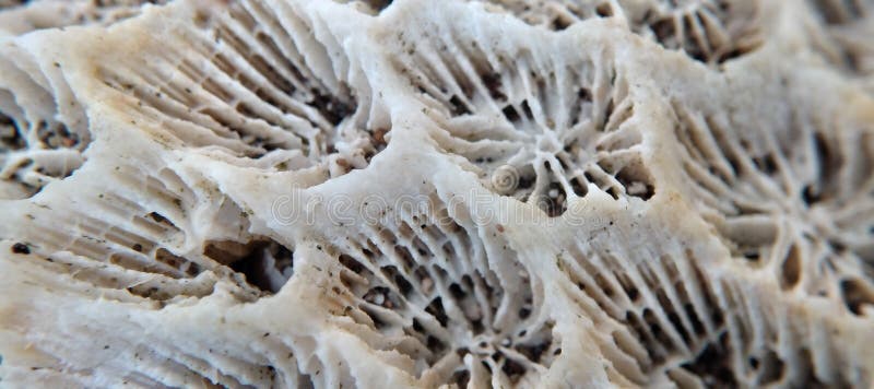 Close Up of a Dead Coral in the Sea, Shallow Depth of Field Stock Image ...
