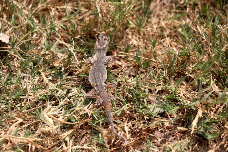 Close Up Dead and Dried Lizard - Image Stock Photo - Image of ...