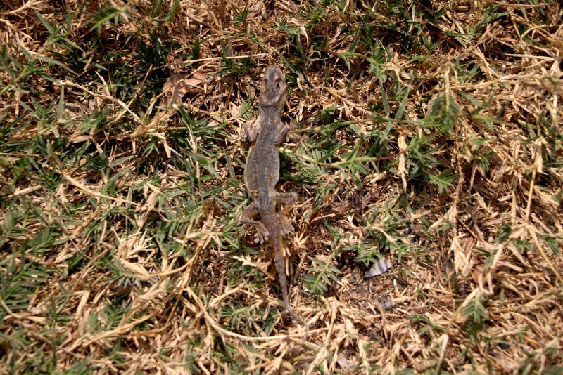 Close Up Dead and Dried Lizard - Image Stock Photo - Image of detail ...