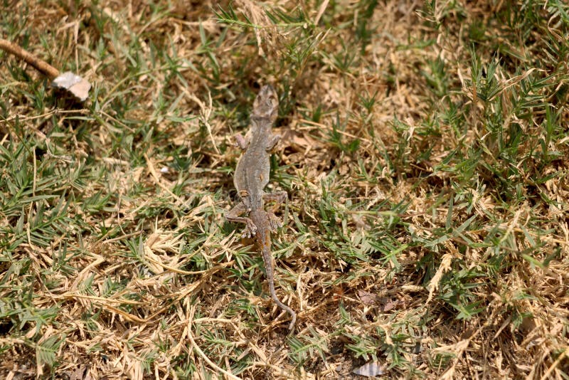 Close Up Dead and Dried Lizard - Image Stock Image - Image of india ...