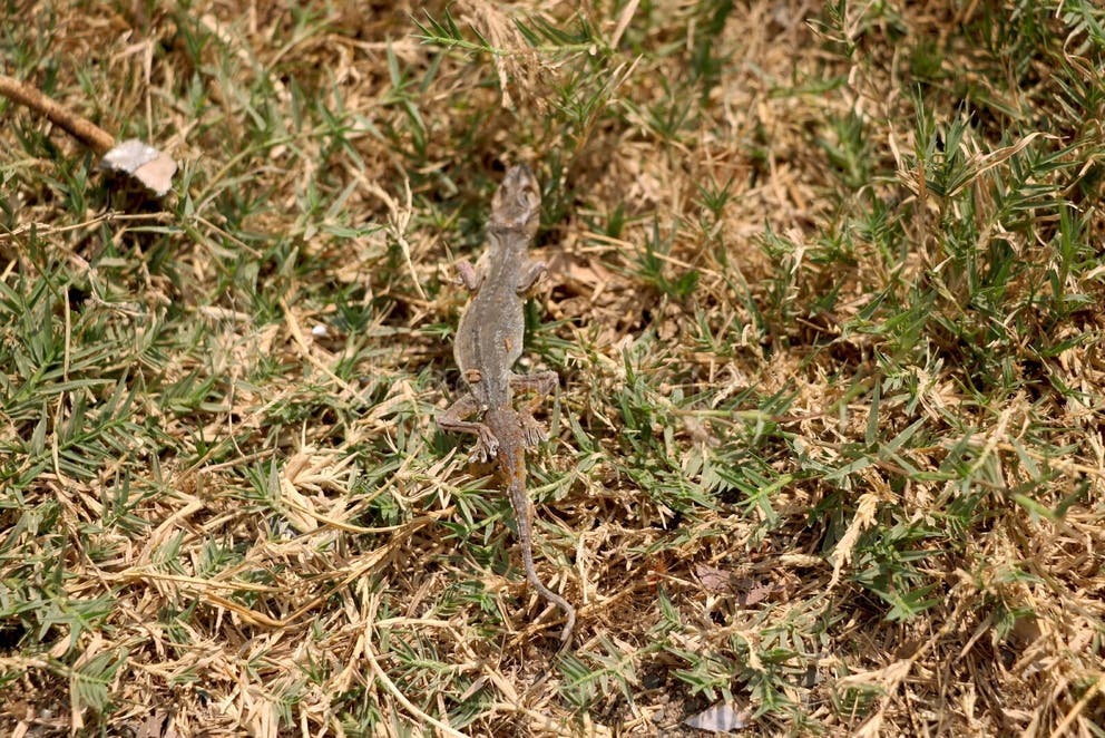 Close Up Dead and Dried Lizard - Image Stock Image - Image of india ...