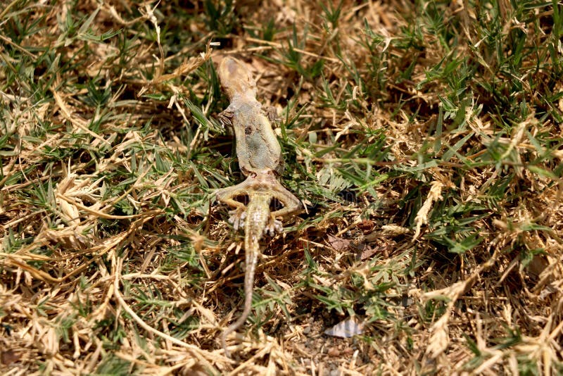 Close Up Dead and Dried Lizard - Image Stock Photo - Image of ...