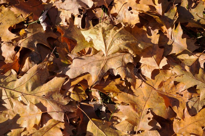 A Close Up of Dead, Dried Oak Tree Leaves Stock Image - Image of ...