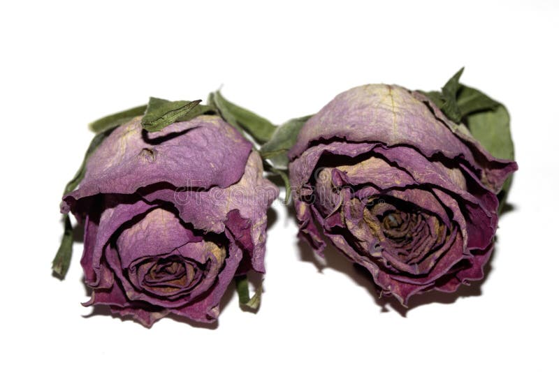 Close Up of a Dead Dried Red Rose Flower and Petals on a White ...
