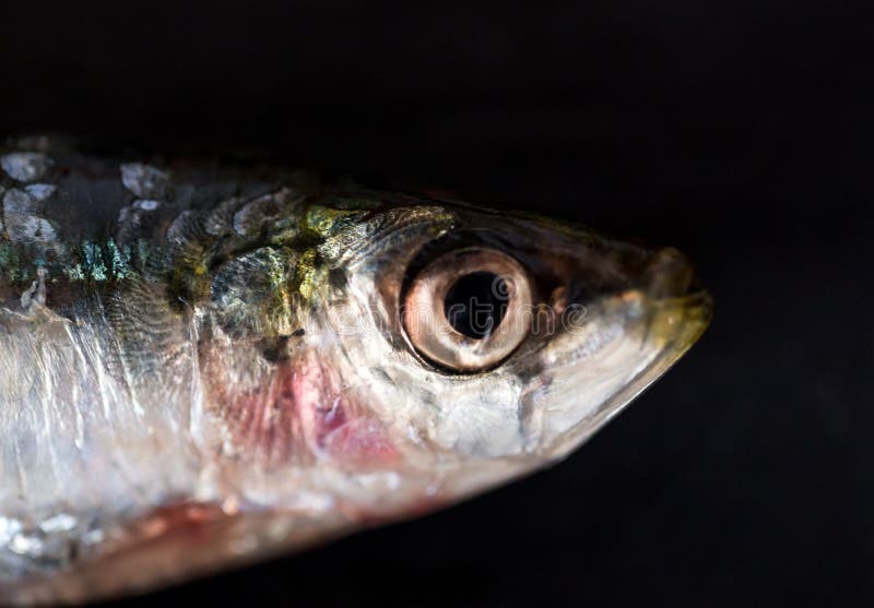 4,318 Fish Eye Close Up Photos - Free & Royalty-Free Stock Photos from ...