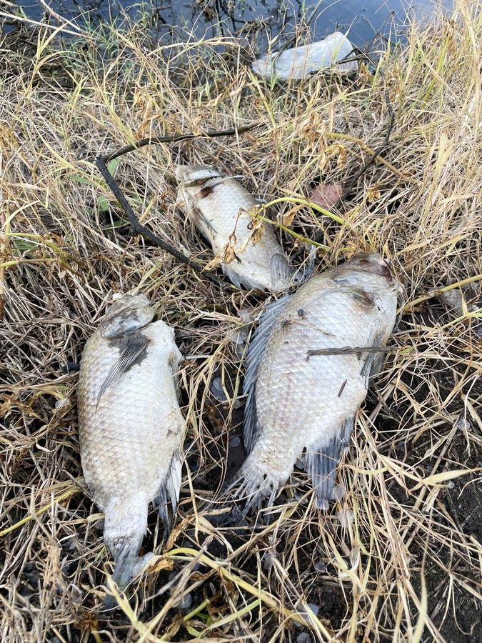 Dead fish in the grass stock image. Image of outdoors - 298939709