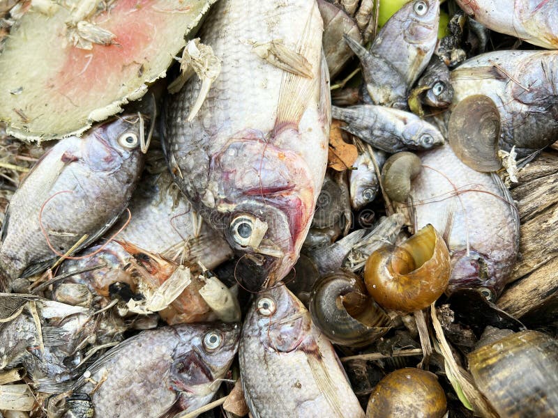 Dead fish on the ground stock photo. Image of dead, natural - 262401492