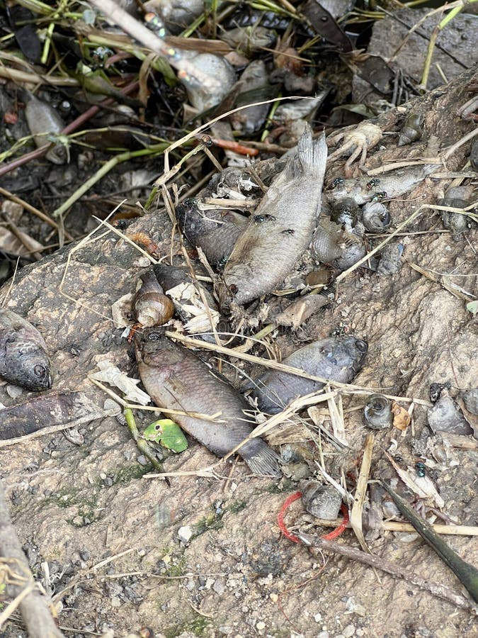 Dead fish on the ground stock image. Image of shell - 265471999