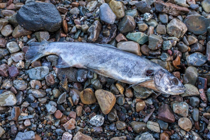 Close Up of Dead Fish on Rocks. Stock Photo - Image of death, beach ...