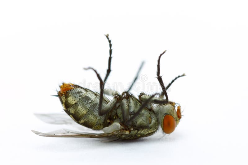 Close up dead fly stock image. Image of dead, background - 68043363