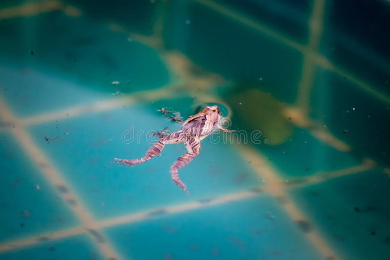 Close-up Dead Frog Floats on the Surface of the Water in the Pool ...