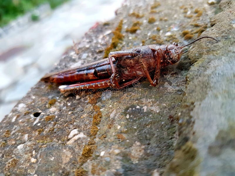 Close Up of a Dead Grasshopper Lying on the Ground. Stock Photo - Image ...