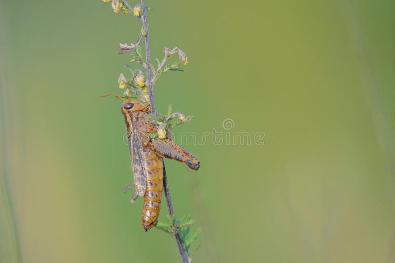 Locust stock image. Image of nature, insect, grasshopper - 25309775
