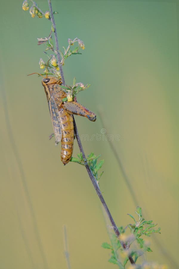 Locust stock image. Image of nature, insect, grasshopper - 25309775