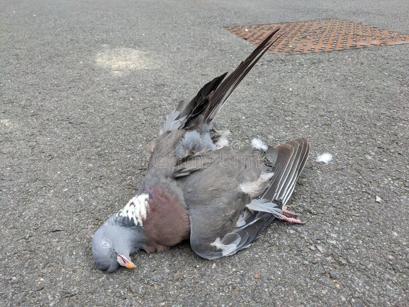 A Close Up of a Dead Pigeon that Has Been Attacked by a Predator or Fox ...
