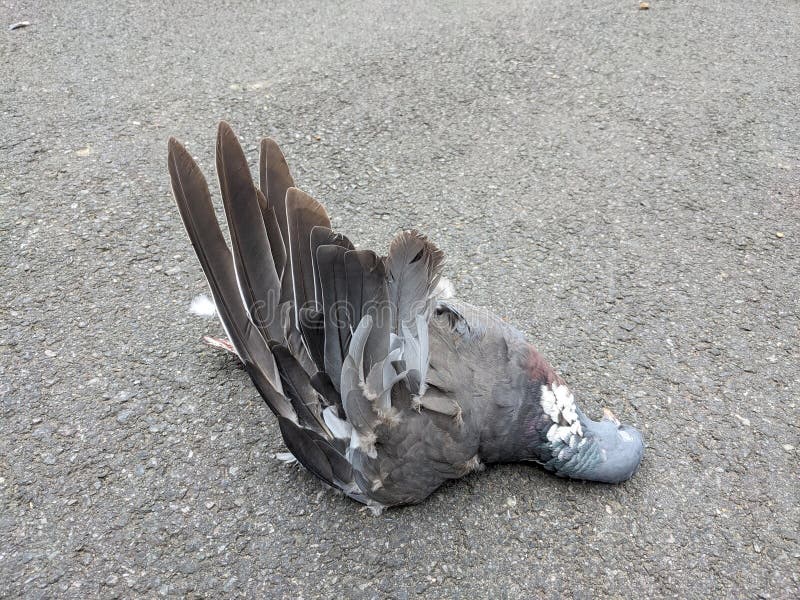 A Close Up of a Dead Pigeon that Has Been Attacked by a Predator or Fox ...