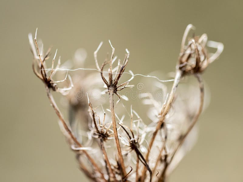 Close up of dead plants stock photo. Image of flora - 263279380