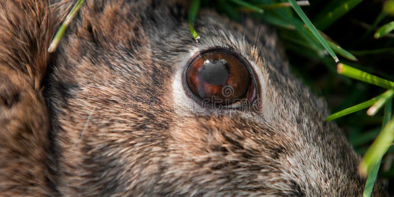 Close Up of Dead Rabbit S Eye (Leporida) Stock Image - Image of nature ...