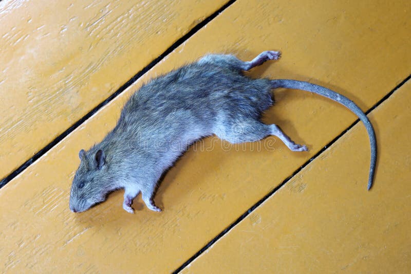 Close-up, Dead Rat on Wooden Floor Stock Image - Image of mouse, furry ...
