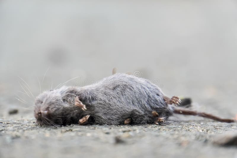 Close Up of Dead Rats on the Road Stock Photo - Image of natural, apple ...