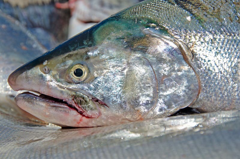 Close up of a dead salmon stock photo. Image of macro - 32725744