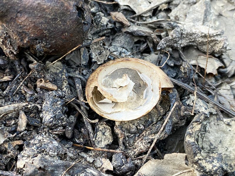 Dead shell on the ground stock image. Image of forest - 263636523