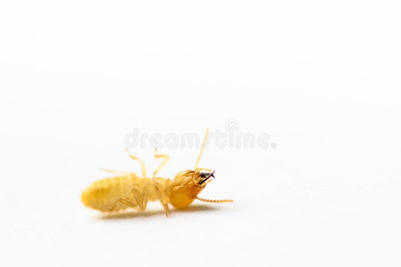 Small Termite on the Ground is Searching for Food in the Cavity ...
