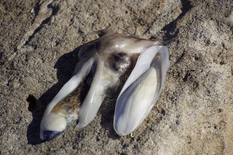 Close-up of Dead Squid in Mallorca Stock Photo - Image of squid, ocean ...