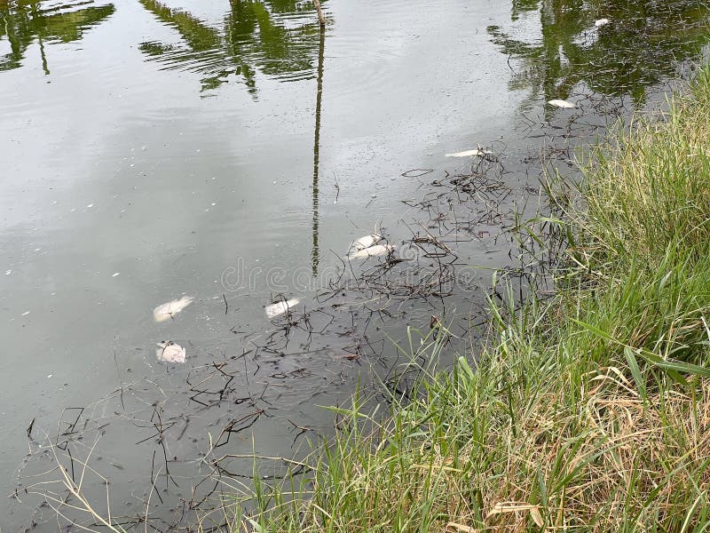 Dead Tilapia Fish in the Pond Stock Photo - Image of pollution, garbage ...