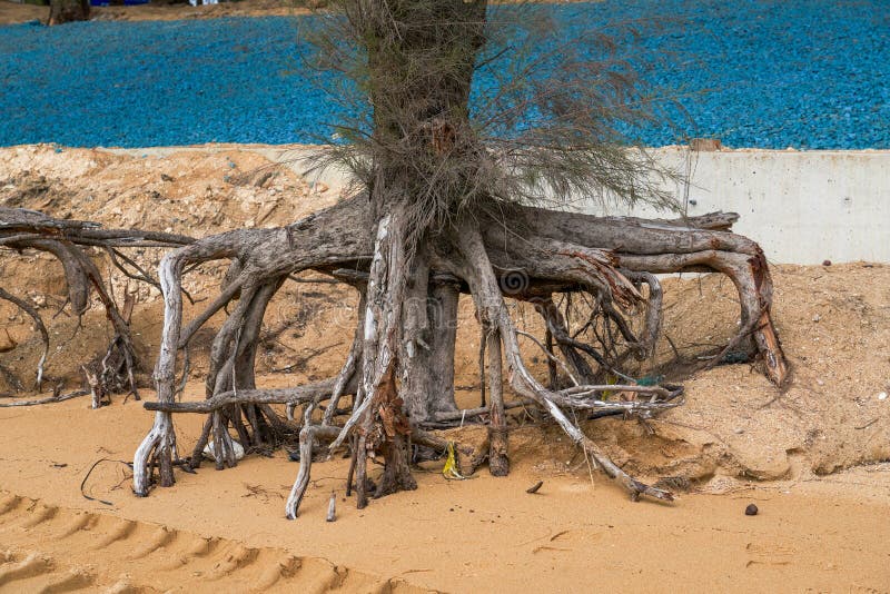 Close-up of Dead Tree Branches and Roots on the Beach by the Sea Stock ...