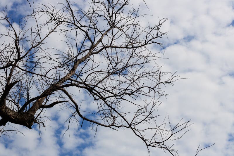 Dead Tree for Halloween or Scary. Stock Photo - Image of design ...