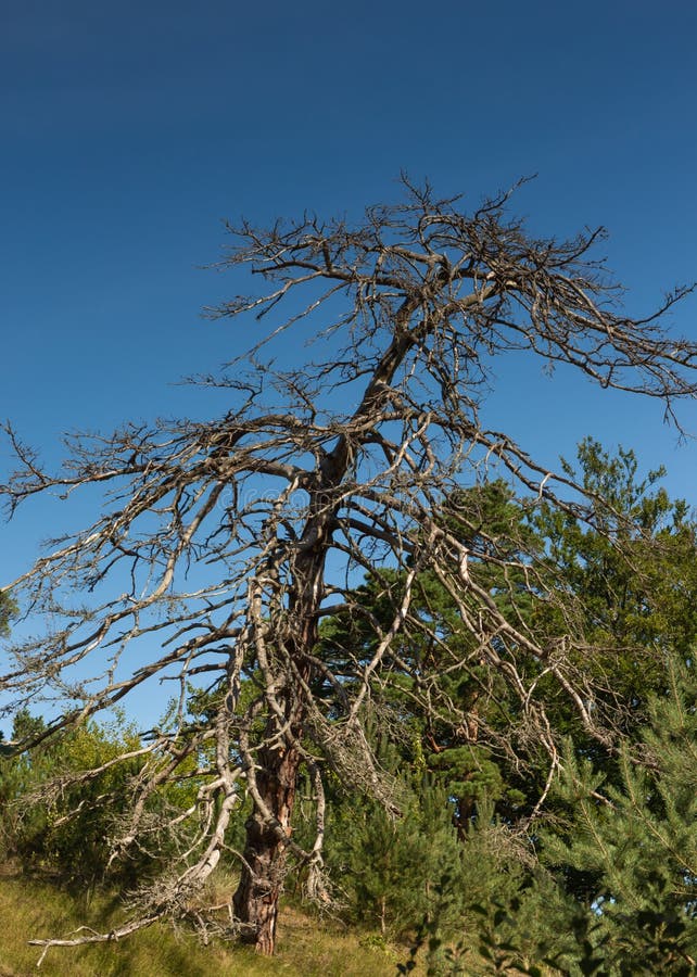 Close-up of a dead tree stock image. Image of nature - 228615477