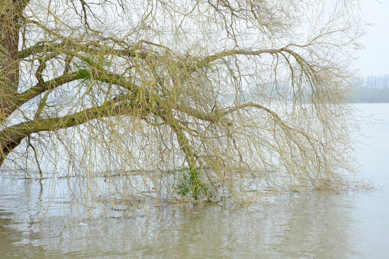 Dead tree near river stock photo. Image of natural, death - 150283936