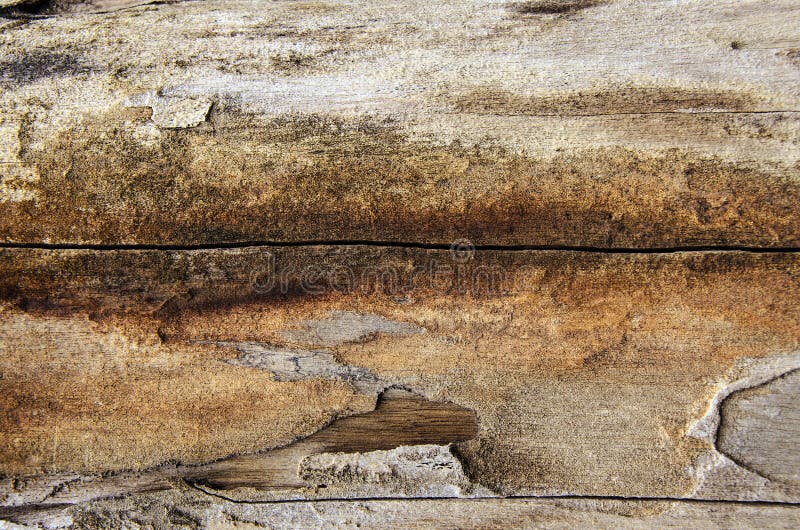 Close Up of Dead Tree Texture. Stock Photo - Image of abstract, brown ...