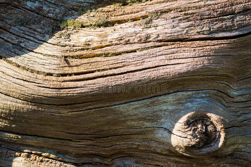 Close Up of a Dead Tree Trunk Bark Texture Stock Photo - Image of ...