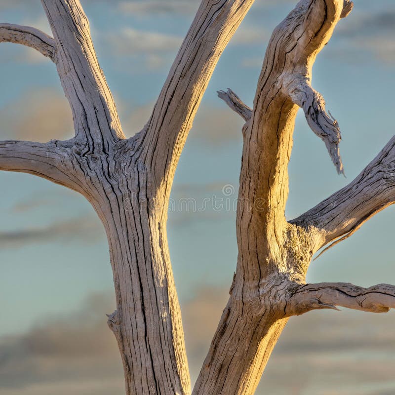 Close Up of Dead Tree Trunk Texture at Sunset with Clouds Stock Image ...