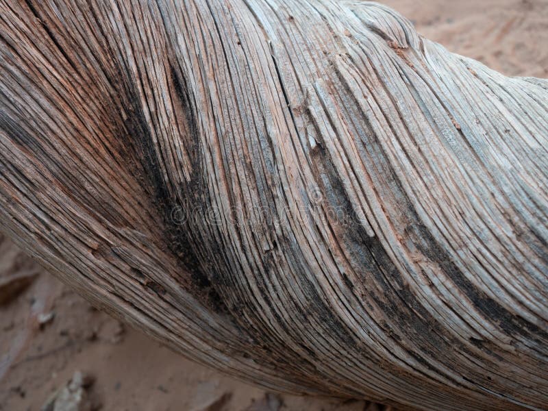 Close Up of a Dead Utah Juniper Trunk Stock Photo - Image of wood ...