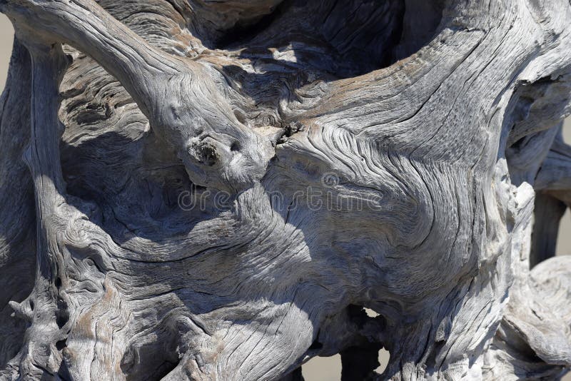 Dead Weathered Tree Roots Embedded in a Beach Stock Image - Image of ...