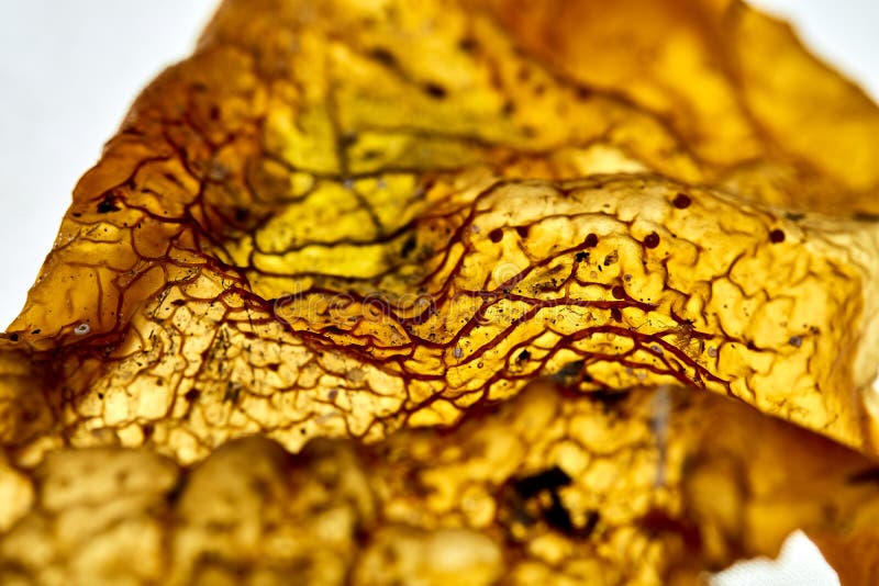 Close Up of a Dead Yellow Leaf Stock Photo - Image of apple, beech ...
